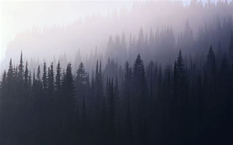 Forest Fog Wallpaper