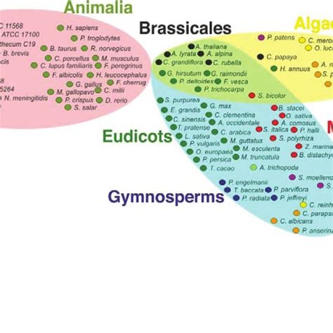 Classification Of Lon Homologs Based On The Structure Of The Ssd Download Scientific Diagram