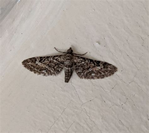 Photo Narrow Winged Pug Eupithecia Nanata