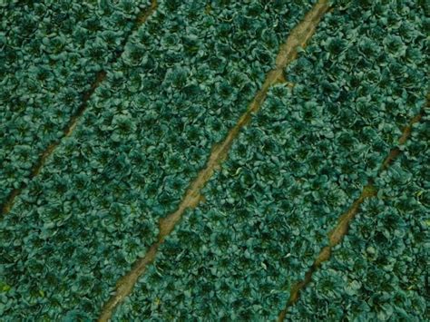 以黑塌菜为媒，和府捞面走入“田间地头”助力地方农业发展凤凰网河北 凤凰网