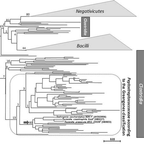 Schematic Representation Of The Ml Tree Based On Partial 16s Rrna Gene