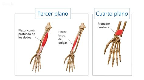 Anatomía De Los Músculos Del Codo Dolor De Codo Y Cómo Recuperar La