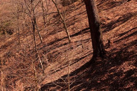 Natural Art Of Shadow With Naked Trees Stock Photo Image Of Branch Sunbeams