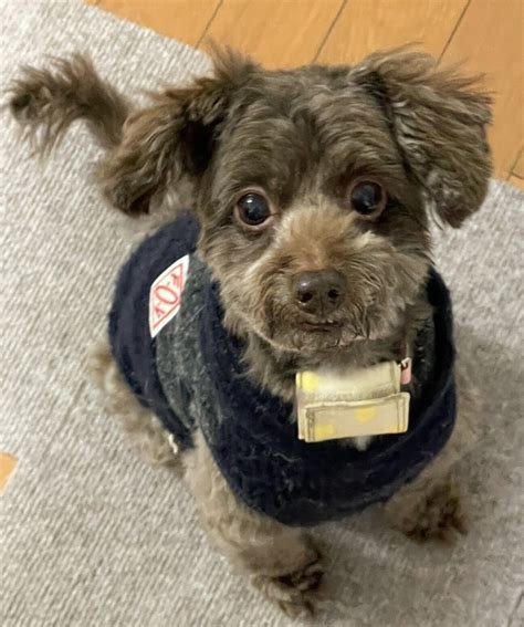 「人が大好きな甘えん坊のト」千葉県 犬の里親募集512060 3枚目の画像 ペットのおうち【里親決定25万頭！】