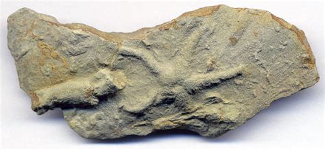 Trace Fossil Burrows Trace Fossil Burrows