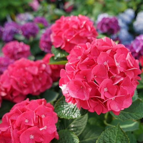 Wee Bit Giddy® Bigleaf Hydrangea
