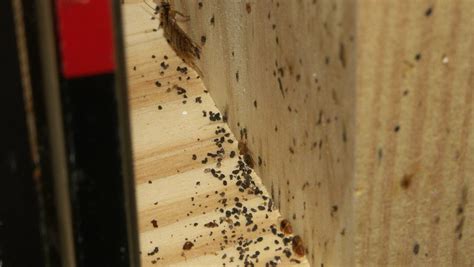 How To Control Cockroaches Tips For A Cockroach Free Home