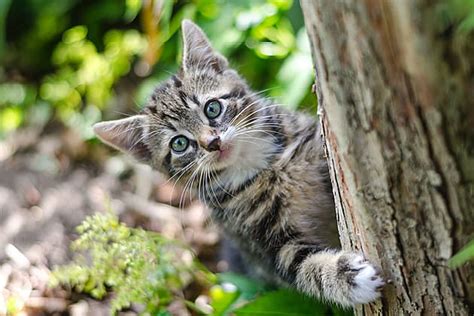 How To Take Care Of A Kitten Cat Twinkl Pets Twinkl