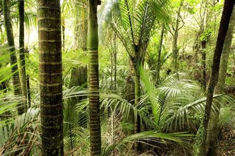 10 New Zealand Natives That Like Wet Soil