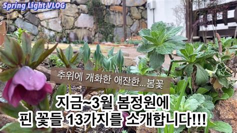 봄빛가드닝 3월 추위에 노지에서 월동하고 핀 봄 꽃들 13가지를 소개합니다 야생화 정원가꾸기 정원꾸미기 화초 Youtube