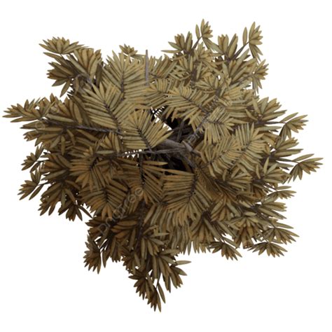 Tree Top View Transparent Tree Top View Tree Cartoon Tree PNG