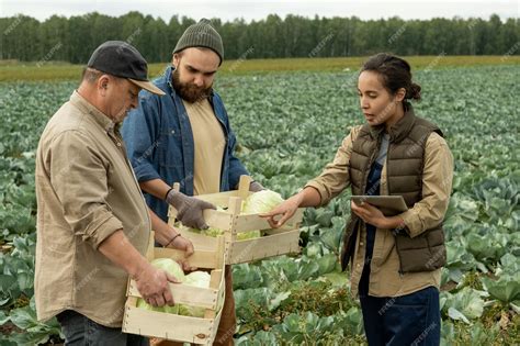 Premium Photo Female Horticulturist Counting Harvested Cabbage And