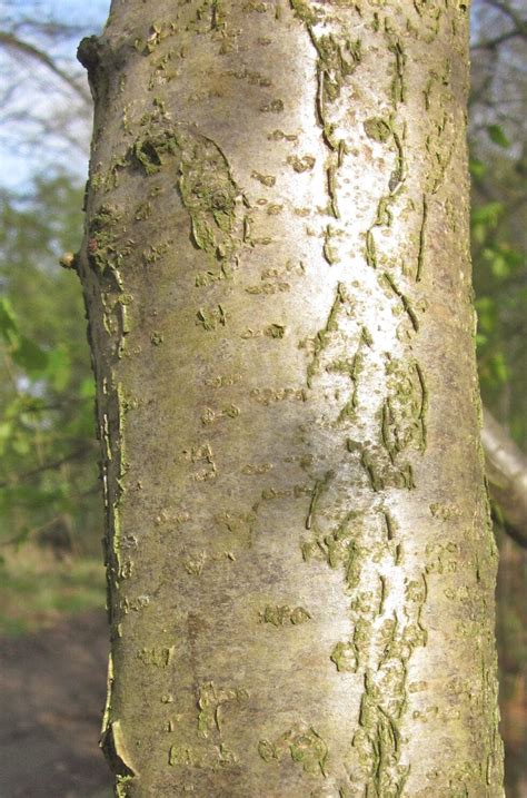 Bark Tree Guide Uk Tree Identification By Type Of Bark