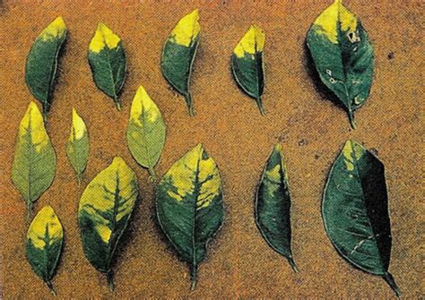 Ffa Citrus Disorders And Herbicide Injury Symptoms Flashcards Quizlet