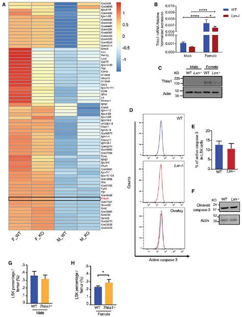 Figure 1 From Latexin Regulates Sex Dimorphism In Hematopoiesis Via