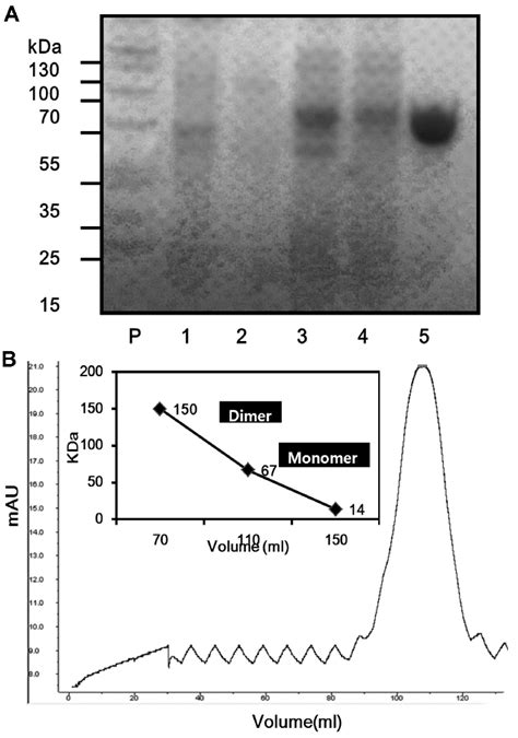 Sodium Dodecyl Sulfate Polyacrylamide Gel Electrophoresis Sds Page
