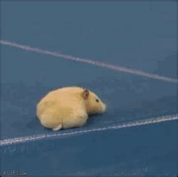 Hamster Meme S Download And Share