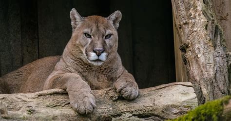 Mountain Lions In Pennsylvania Reintroducing Pumas May Help Control