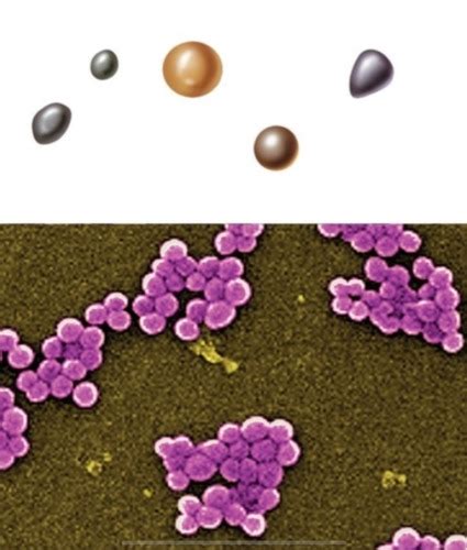 Staining Flashcards Quizlet