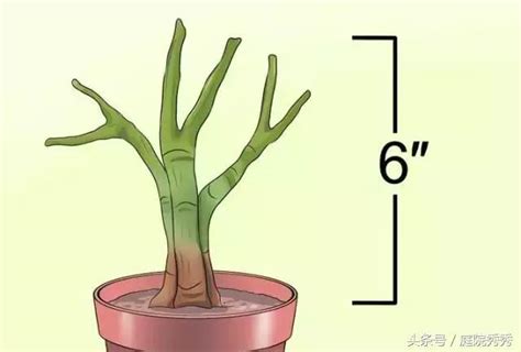 鴨腳木長得快但是株型容易亂七八糟簡單2步教你修剪 每日頭條