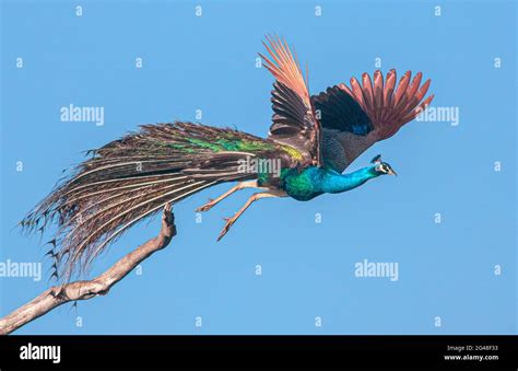 Peacock Flying Flying Peacock Peacock Glowing Blue Peacock In Flight