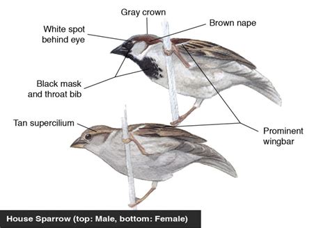 House Sparrow Identification Diagram Bird Academy • The Cornell Lab