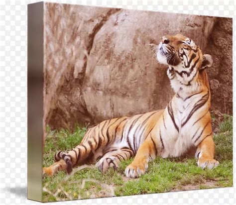 马来虎猫野生动物陆生动物老虎png图片素材下载图片编号2079274 Png素材网