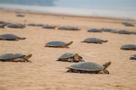Careful Counting At The Worlds Largest Turtle Nesting Site