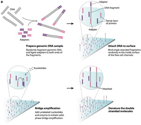 29 Flashcards Quizlet