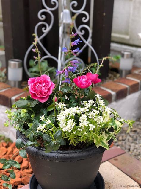 Horti By Greensnap