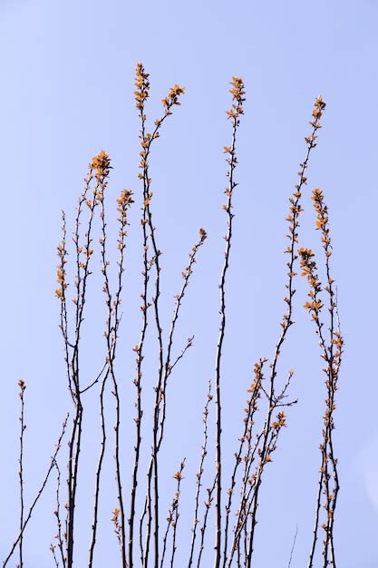 Premium Photo A Unique Photo Of Bright Tender Offshoot Of A Tree Growing