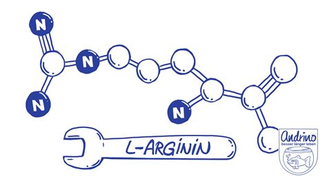L Arginin Ein Vielseitiger Mikronährstoff Bei Bluthochdruck Und
