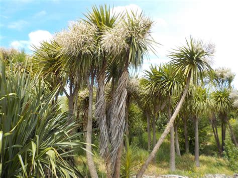 Cabbage Tree Farm Cabbage Tree Flowering Season