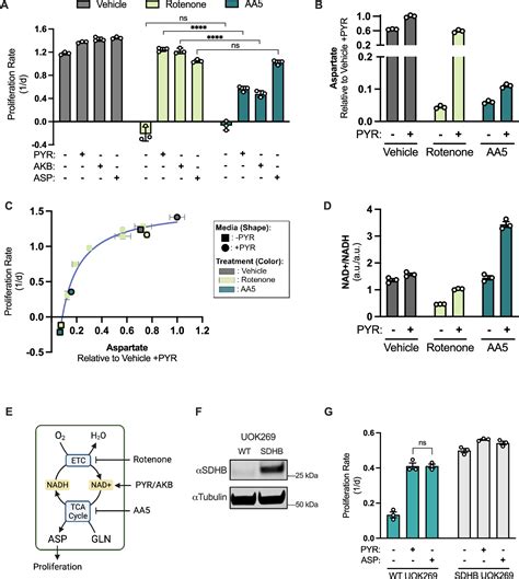 Figure 1 From Mitochondrial Redox Adaptations Enable Alternative Aspartate Synthesis In Sdh