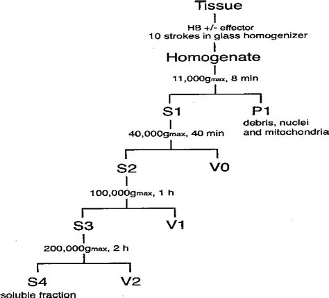 Flow Chart Of A Typical Tissue Fractionation By Differential