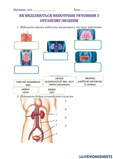 Як виділяються непотрібні речовини з організму людини Worksheet Live Worksheets