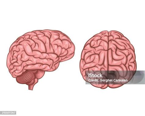 Human Brain Vector Illustration Human Internal Organ Anatomical