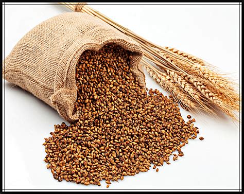 보리차 단점 및 부작용 보리차 효능 끓이는법 네이버 블로그