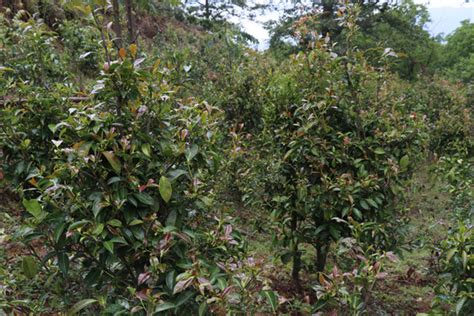 紫叶茶 枝叶 植物花草 摄影素材 汇图网www huitu
