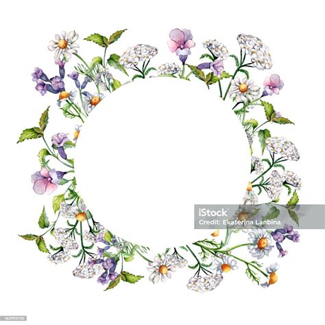 초원 약용 꽃 Lungwort 허브 식물 수채화 그림의 원형 프레임은 흰색으로 분리되어 있습니다 카모마일 쐐기풀 Achillea Millefolium 손으로 그렸습니다 라벨