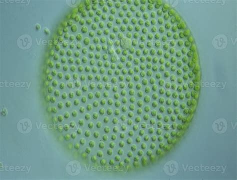 Green Algae In Drops Of Water Under The Microscope 100x 12971047 Stock