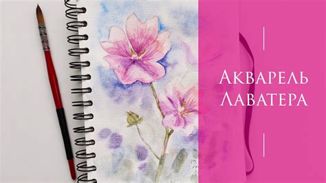 Как нарисовать цветок акварелью Акварель Лаватера Скетч Сыктывкар Youtube