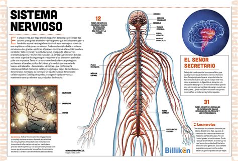 Cuerpo Humano Sistema Nervioso Cuerpo Humano Sistema Nervioso Porn