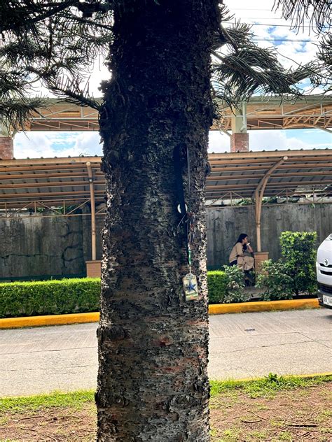 Lsr Bug Lsr Bug Added A New Photo