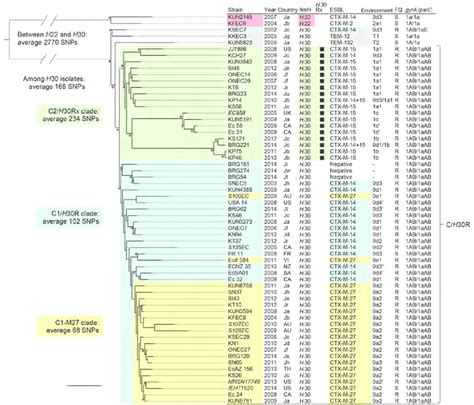 Core Genome Single Nucleotide Polymorphism Snpbased Phylogenetic
