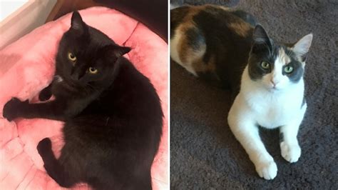 Cats Feared Stolen After Rspca Act Boarding House Break In Abc News