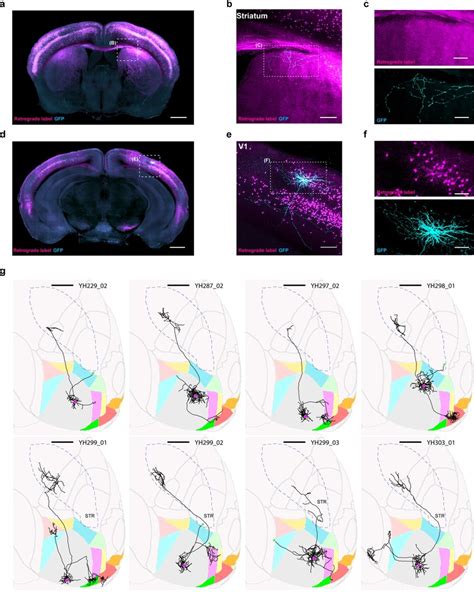 Single Neuron Tracing Protocol Efficiently Fills Axons Projecting To