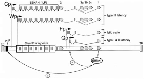 Schematic Illustration Of Ebv Ebna Gene Transcription During