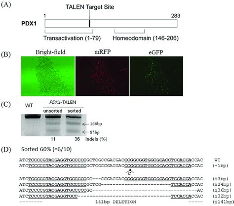 Generation Of Pdx1 Disrupted Pffs Using Pdx1 Talen A Schematic