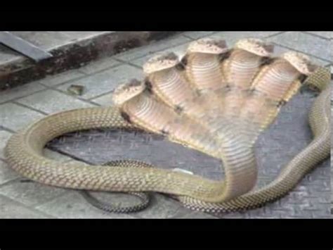 Ancient Wonder Honduras Discovers Fabled 5 Headed Serpent Late Daily